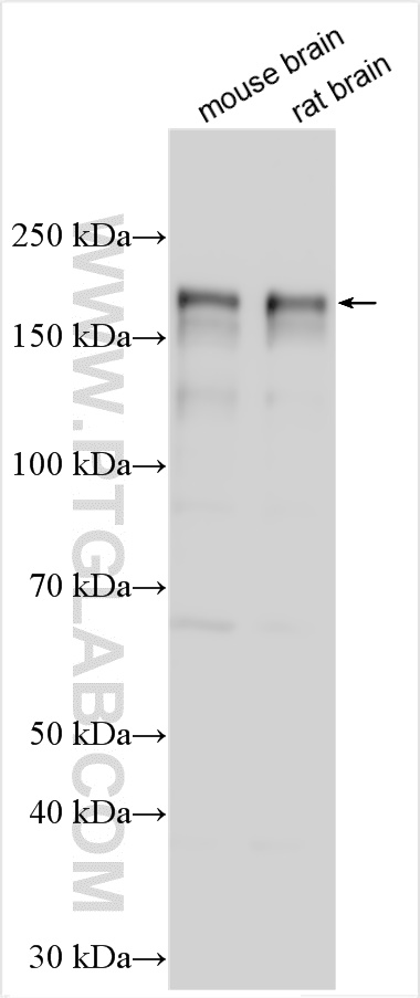 RIM1 antibody (24576-1-AP) | Proteintech | 武汉三鹰生物技术有限公司
