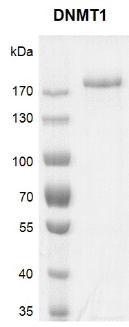 Recombinant DNMT1 protein | Proteintech | 武汉三鹰生物技术有限公司