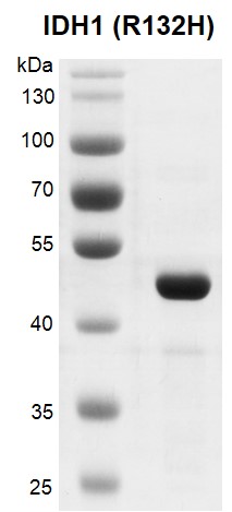 Recombinant IDH1 (R132H) protein | Proteintech | 武汉三鹰生物技术有限公司