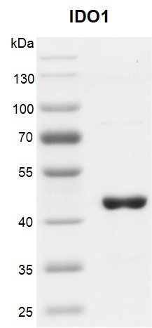Recombinant IDO1 protein | Proteintech | 武汉三鹰生物技术有限公司