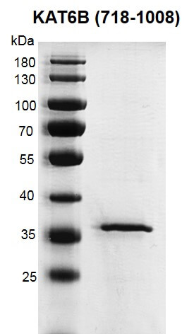 Recombinant KAT6B / MORF (718-1008) protein | Proteintech | 武汉三鹰生物技术有限公司