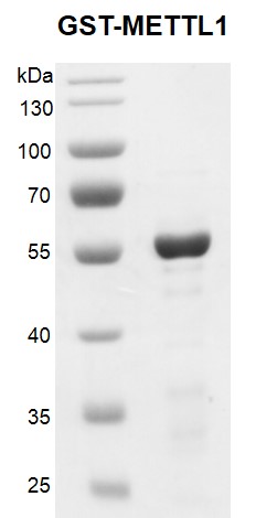Recombinant METTL1 protein, GST-Tag | Proteintech | 武汉三鹰生物技术有限公司