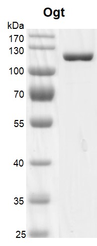Recombinant OGT protein | Proteintech | 武汉三鹰生物技术有限公司