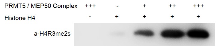 Recombinant PRMT5 / MEP50 complex | Proteintech | 武汉三鹰生物技术有限公司