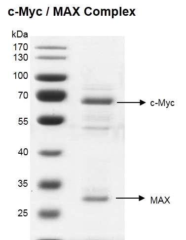 Recombinant c-Myc / MAX complex | Proteintech | 武汉三鹰生物技术有限公司