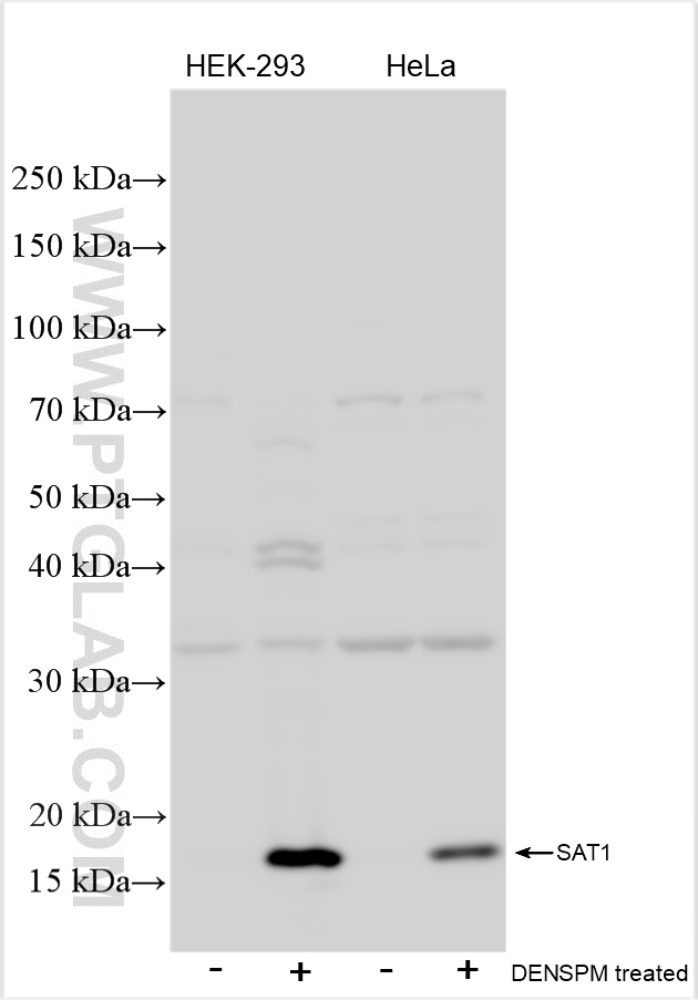 SAT1 antibody (10708-1-AP) | Proteintech | 武汉三鹰生物技术有限公司
