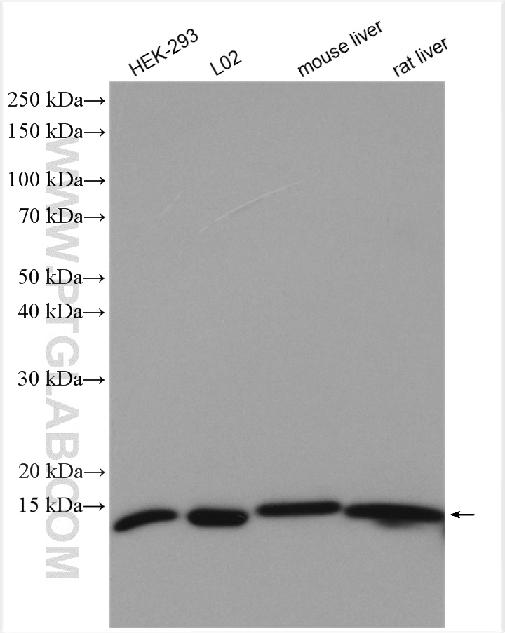 SEC61B antibody (15087-1-AP) | Proteintech | 武汉三鹰生物技术有限公司