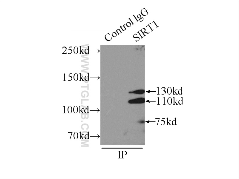 SIRT1 Antibody 13161-1-AP | Proteintech