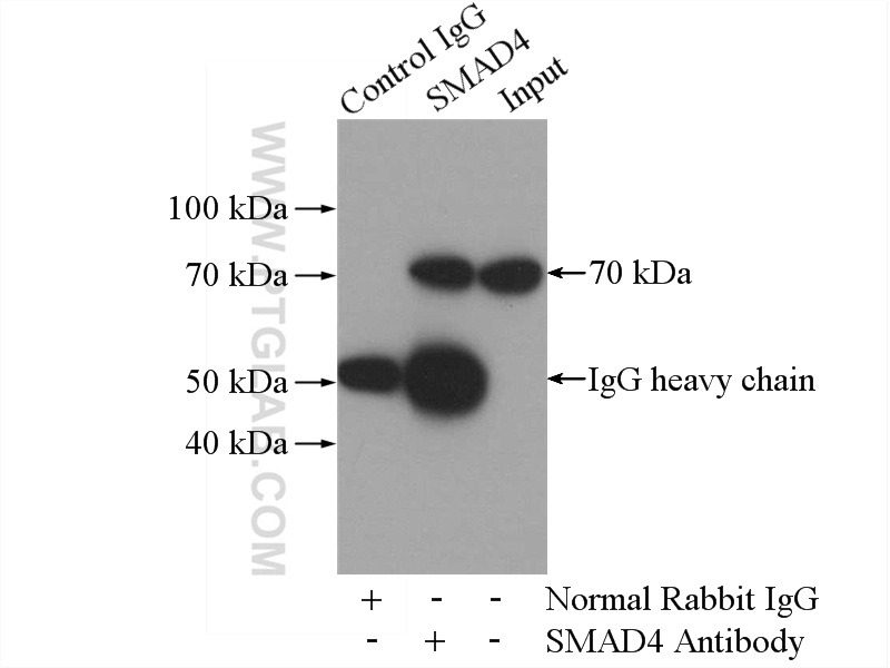 SMAD4 antibody (10231-1-AP) | Proteintech | 武汉三鹰生物技术有限公司