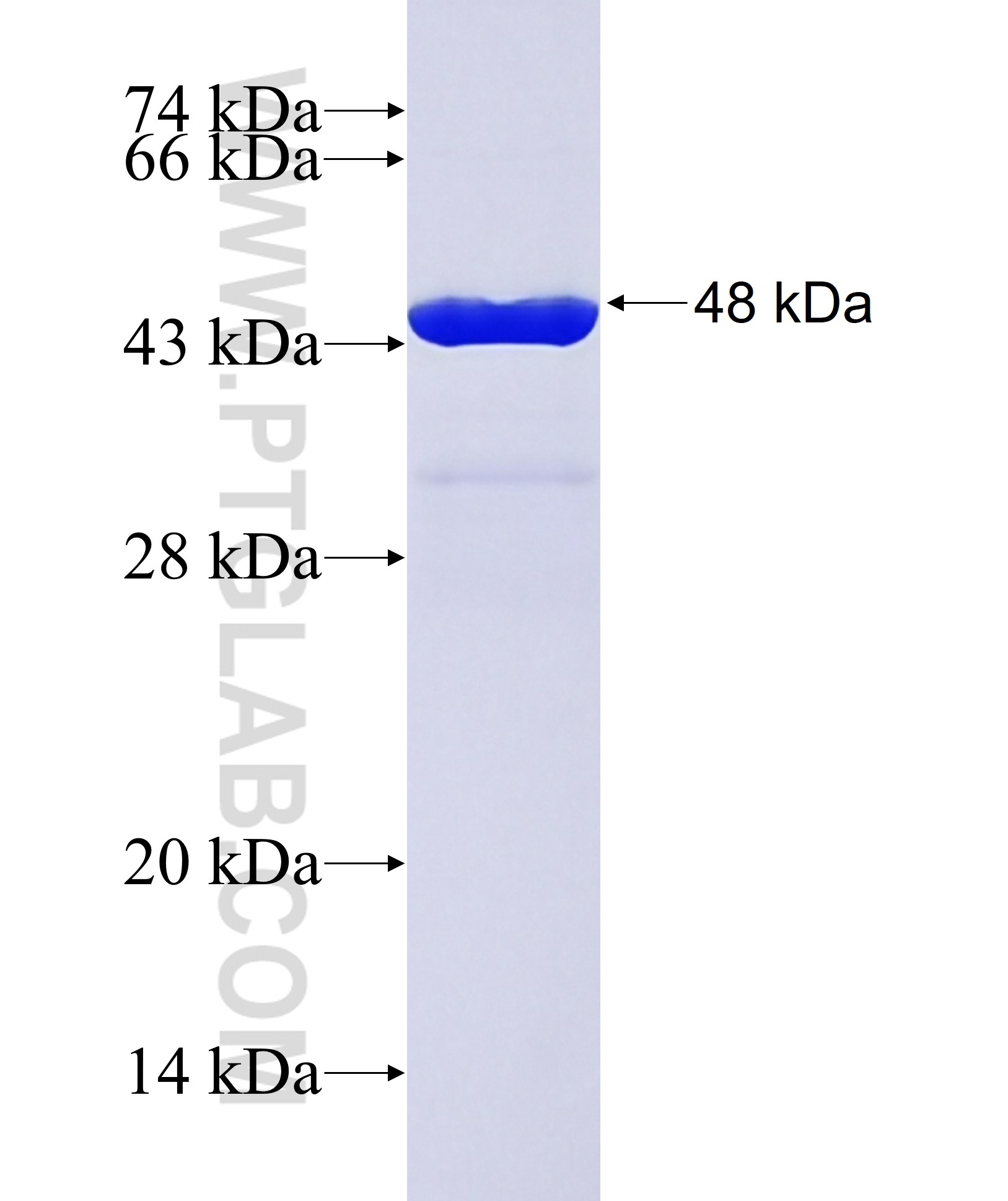 Results for "smad7" | Proteintech Group | 武汉三鹰生物技术有限公司