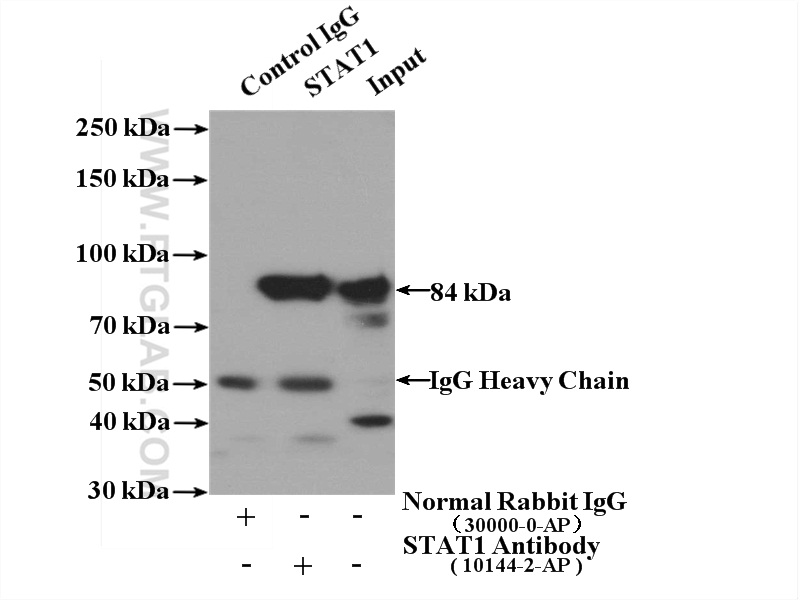STAT1 antibody (10144-2-AP) | Proteintech | 武汉三鹰生物技术有限公司