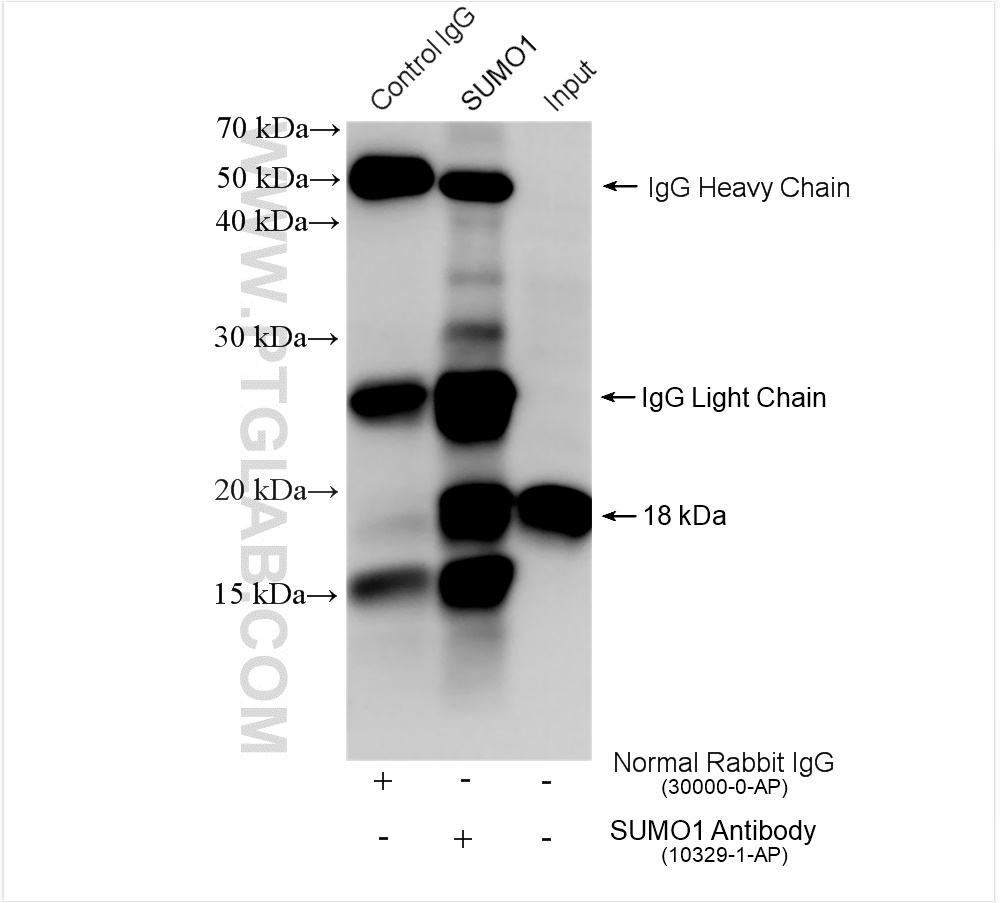 SUMO1 antibody (10329-1-AP) | Proteintech | 武汉三鹰生物技术有限公司