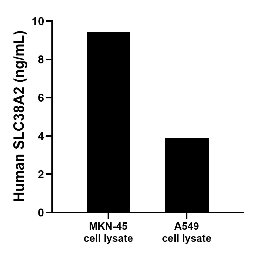 SLC38A2 antibody (83968-4-PBS) | Proteintech | 武汉三鹰生物技术有限公司