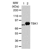 TBK1 antibody (mAb) (Clone 108A429) | Proteintech | 武汉三鹰生物技术有限公司