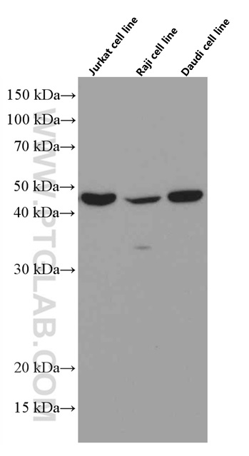 TIP47 antibody (66523-1-Ig) | Proteintech | 武汉三鹰生物技术有限公司
