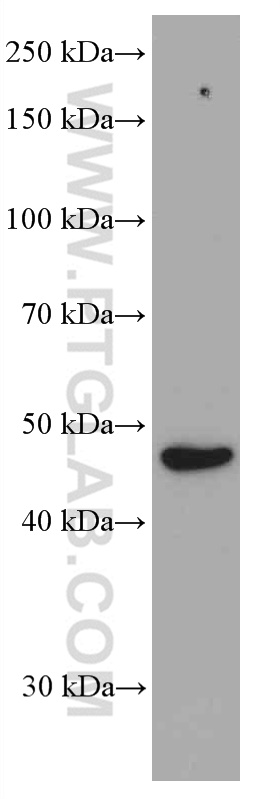 TIP47 antibody (66523-1-Ig) | Proteintech | 武汉三鹰生物技术有限公司