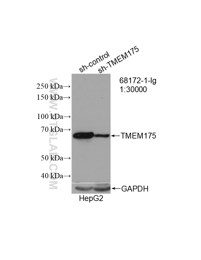 TMEM175 Fusion Protein Ag13890 | Proteintech | 武汉三鹰生物技术有限公司