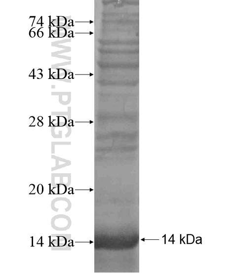 TMEM27 Fusion Protein Ag19386 | Proteintech | 武汉三鹰生物技术有限公司