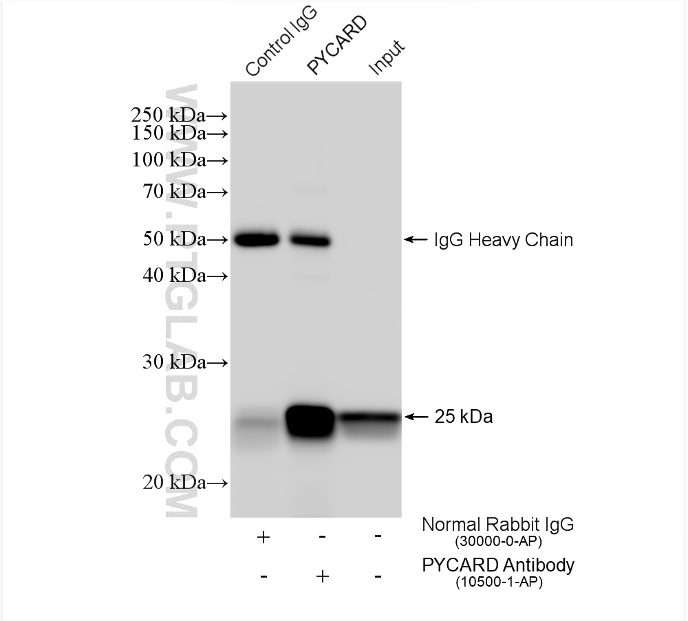 ASC/TMS1 antibody (10500-1-AP) | Proteintech | 武汉三鹰生物技术有限公司