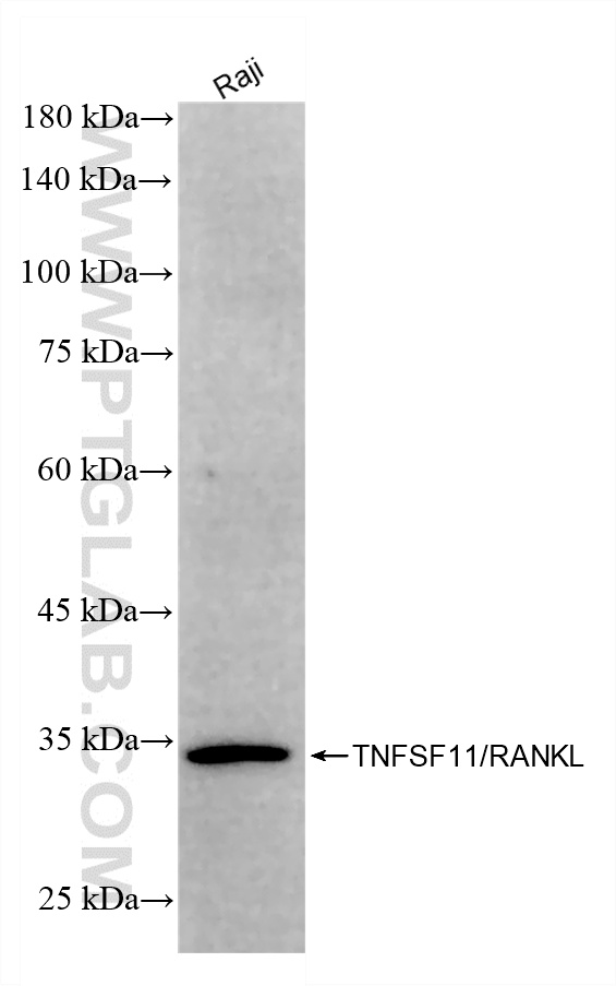 TNFSF11/RANKL antibody (85321-2-PBS) | Proteintech | 武汉三鹰生物技术有限公司