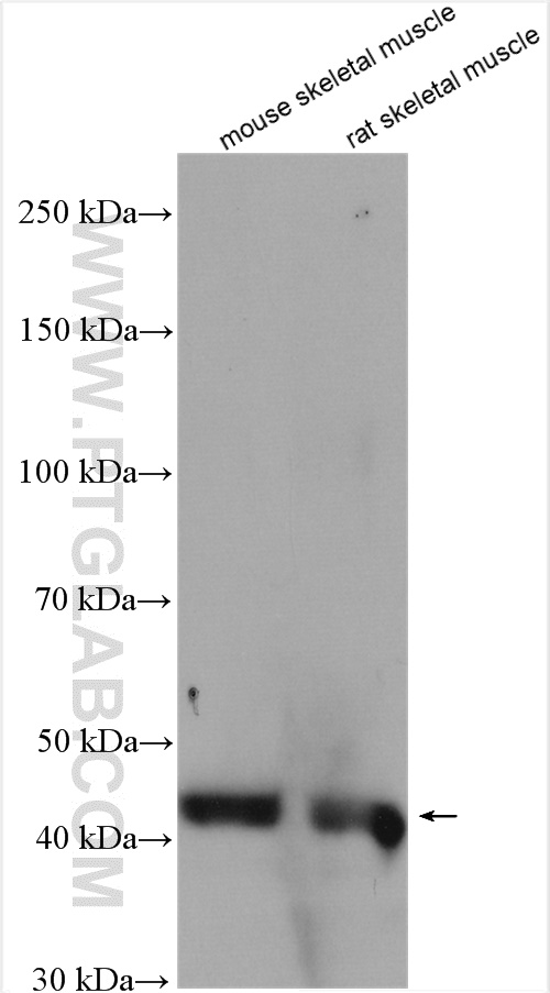 TRIM63 antibody (55456-1-AP) | Proteintech | 武汉三鹰生物技术有限公司