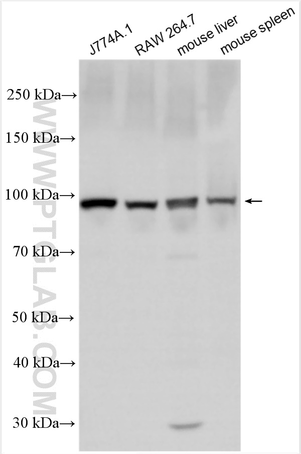 TLR4 antibody (30400-1-AP) | Proteintech | 武汉三鹰生物技术有限公司