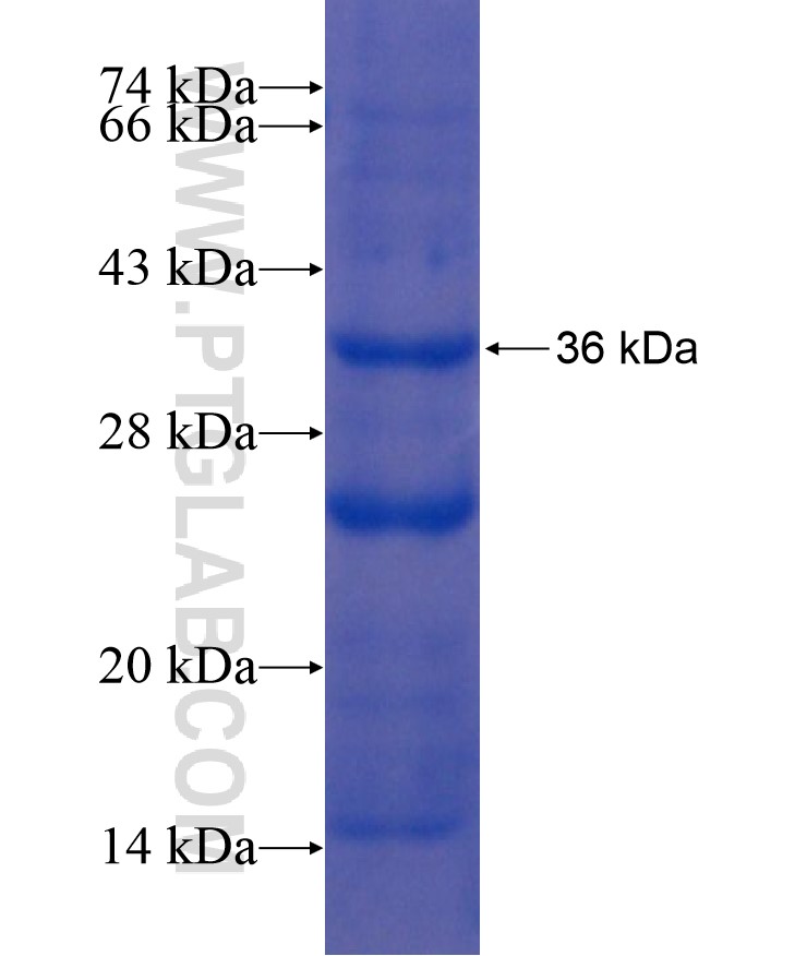 USP26 Fusion Protein Ag17254 | Proteintech | 武汉三鹰生物技术有限公司