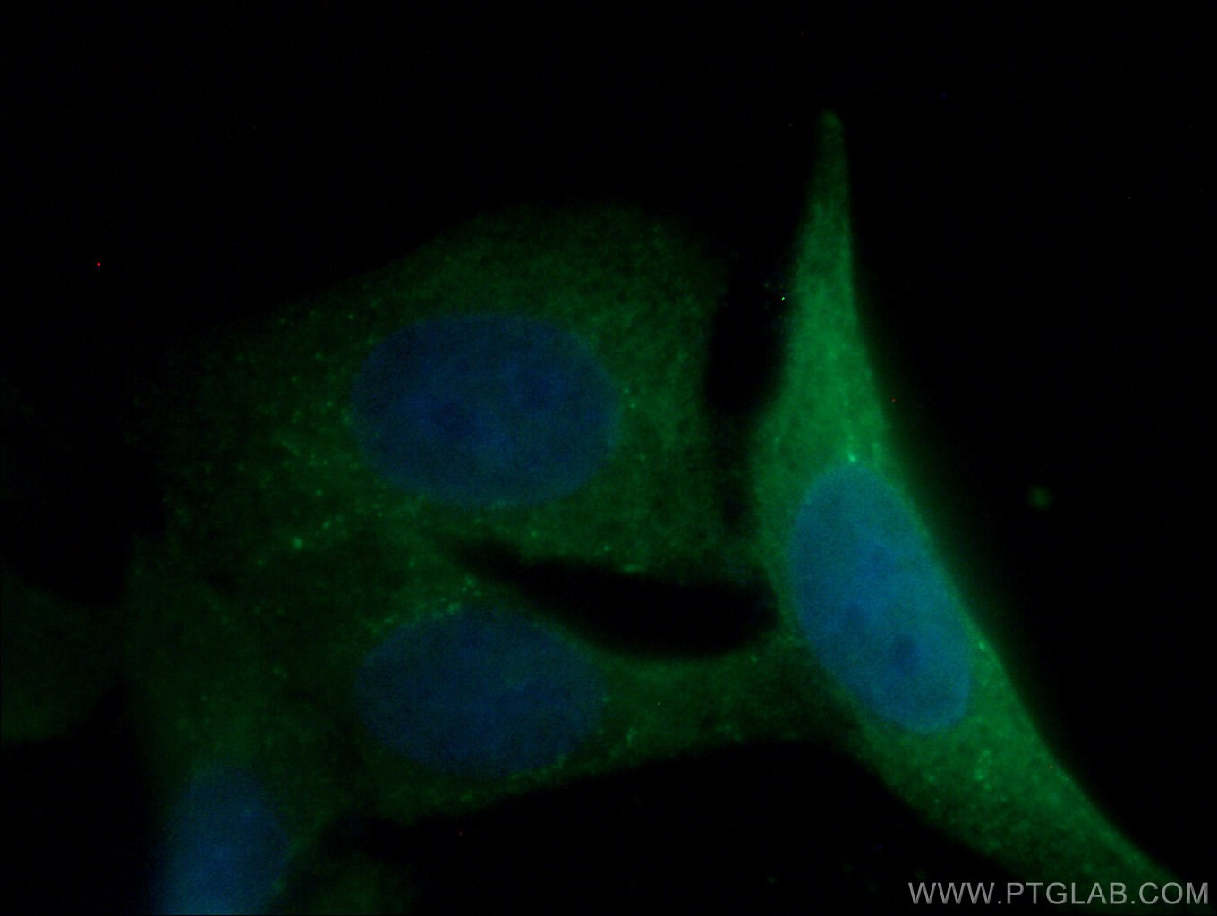 YAP1 Antibody 66900-1-Ig | Proteintech