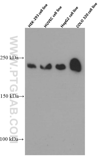 ZO-1 antibody (66452-1-Ig) | Proteintech