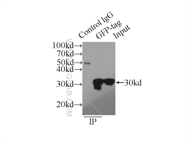 GFP tag antibody (50430-2-AP) | Proteintech | 武汉三鹰生物技术有限公司