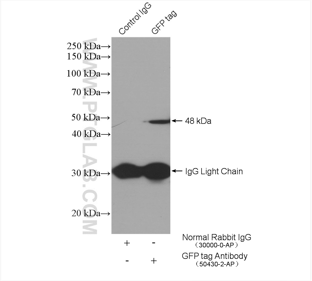 GFP tag antibody (50430-2-AP) | Proteintech | 武汉三鹰生物技术有限公司