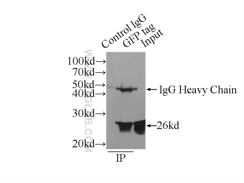 GFP tag antibody (66002-1-Ig) | Proteintech | 武汉三鹰生物技术有限公司
