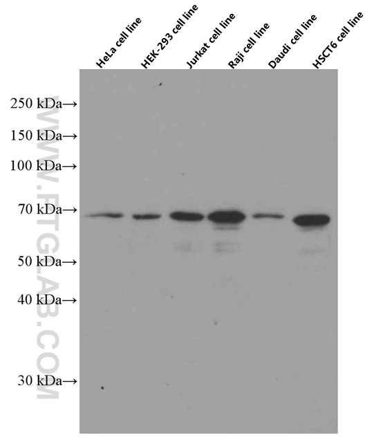 NF-κB p65 antibody (66535-1-Ig) | Proteintech